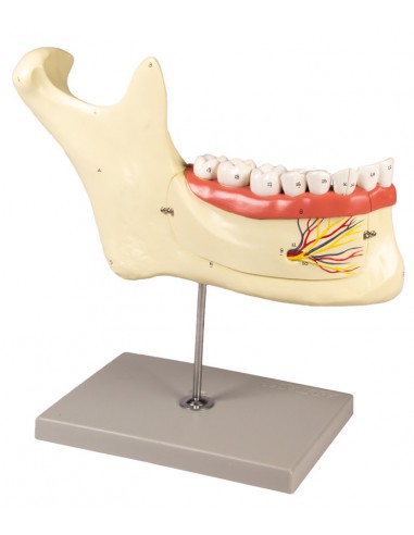 Modelo anatómico do maxilar inferior, separável em 6 partes Erler ...